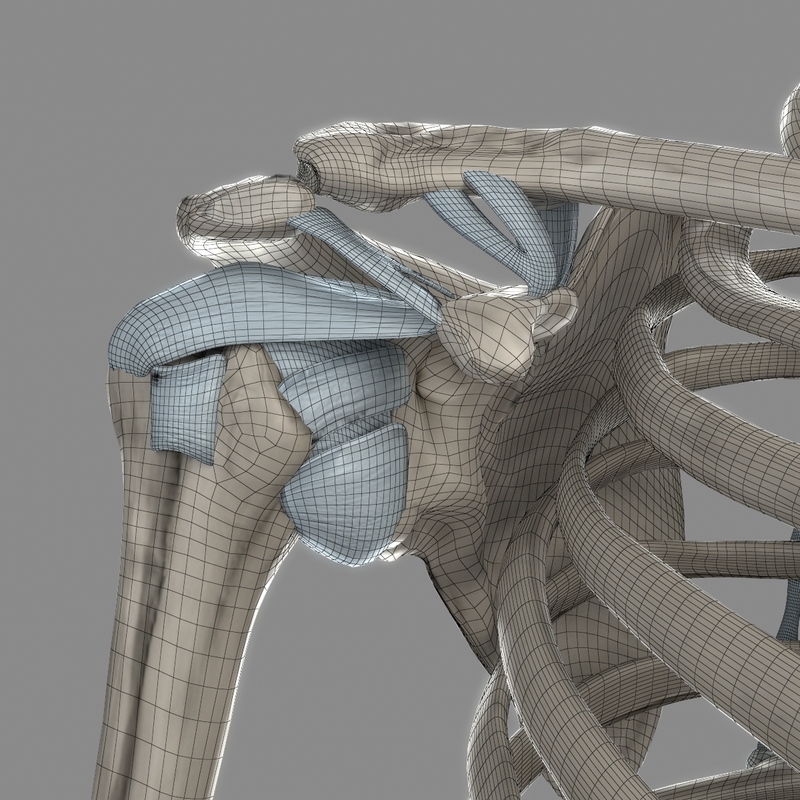 shoulder bones anatomy thoracic 3d fbx