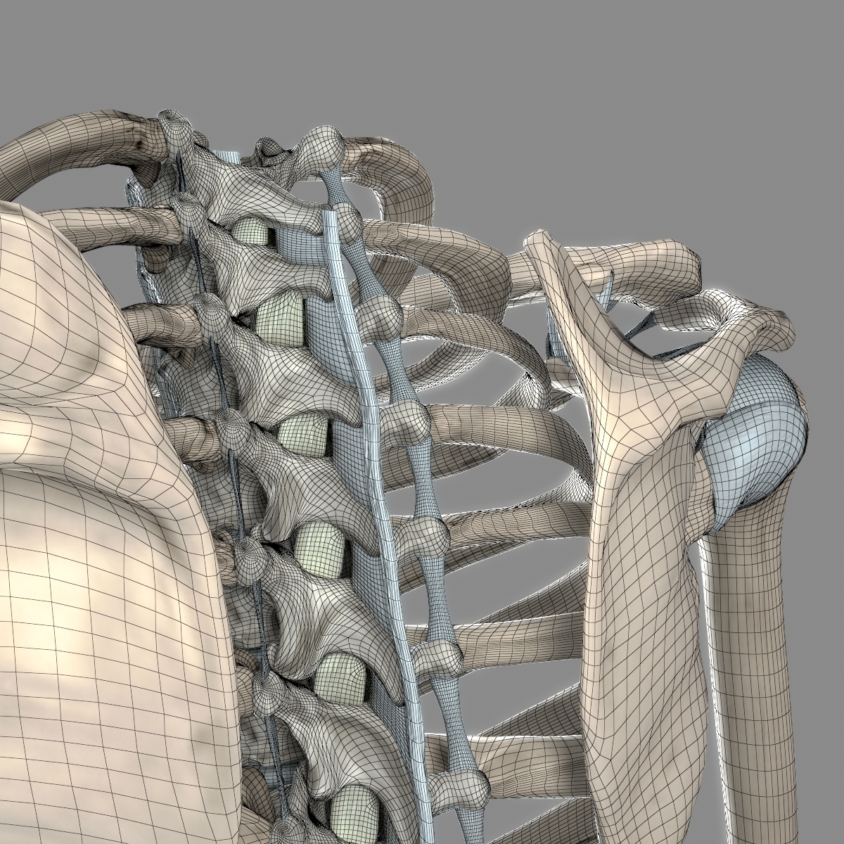shoulder bones anatomy thoracic 3d fbx