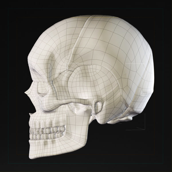 skull bone 3d max