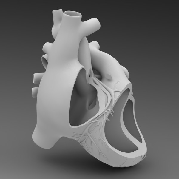 human heart solidworks 3d model