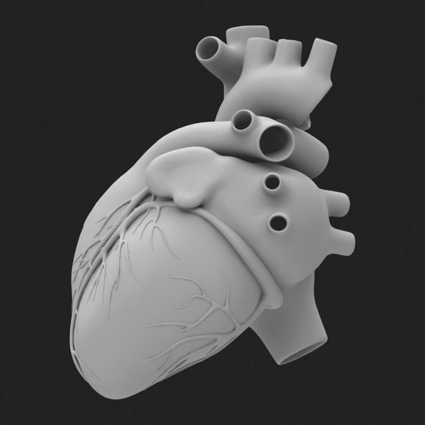 human heart solidworks 3d model