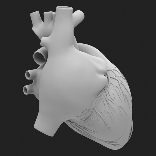 Solidworks Human Heart Model 3D - TurboSquid 572541