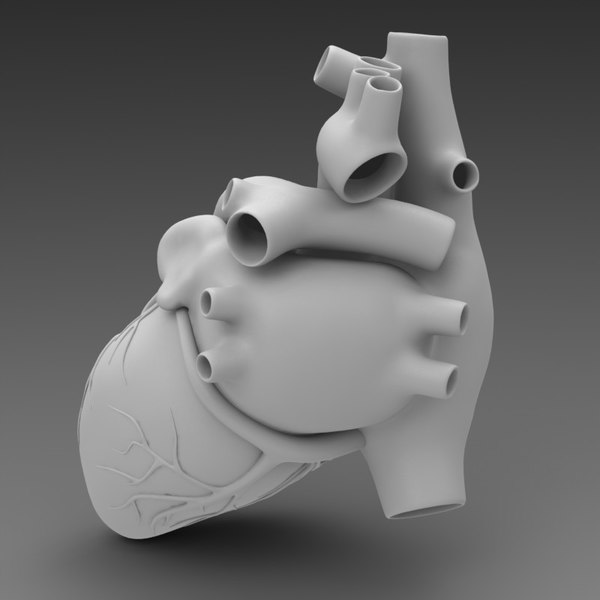 human heart solidworks 3d model