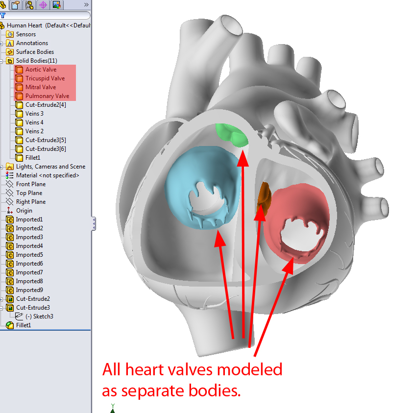 human heart solidworks 3d model