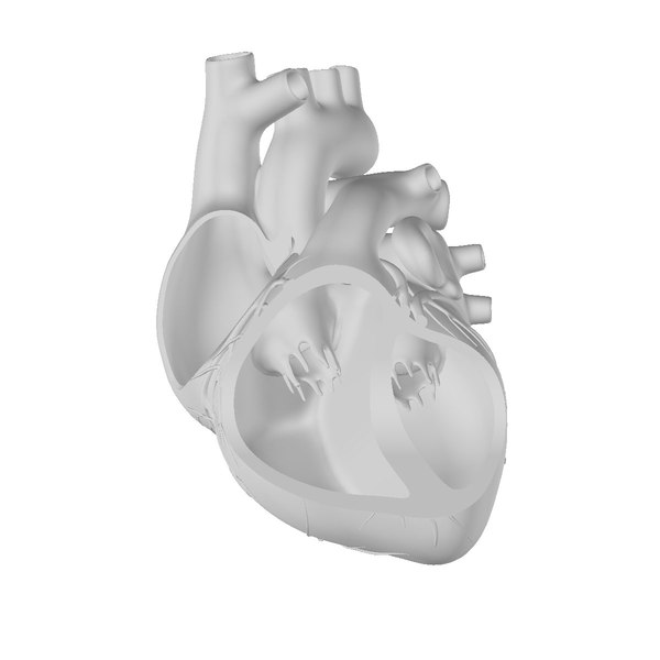 human heart solidworks 3d model