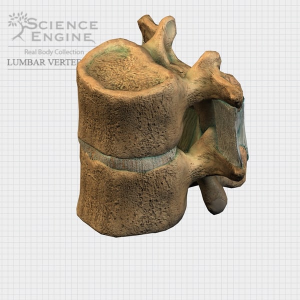 human spine vertebrae 3d model