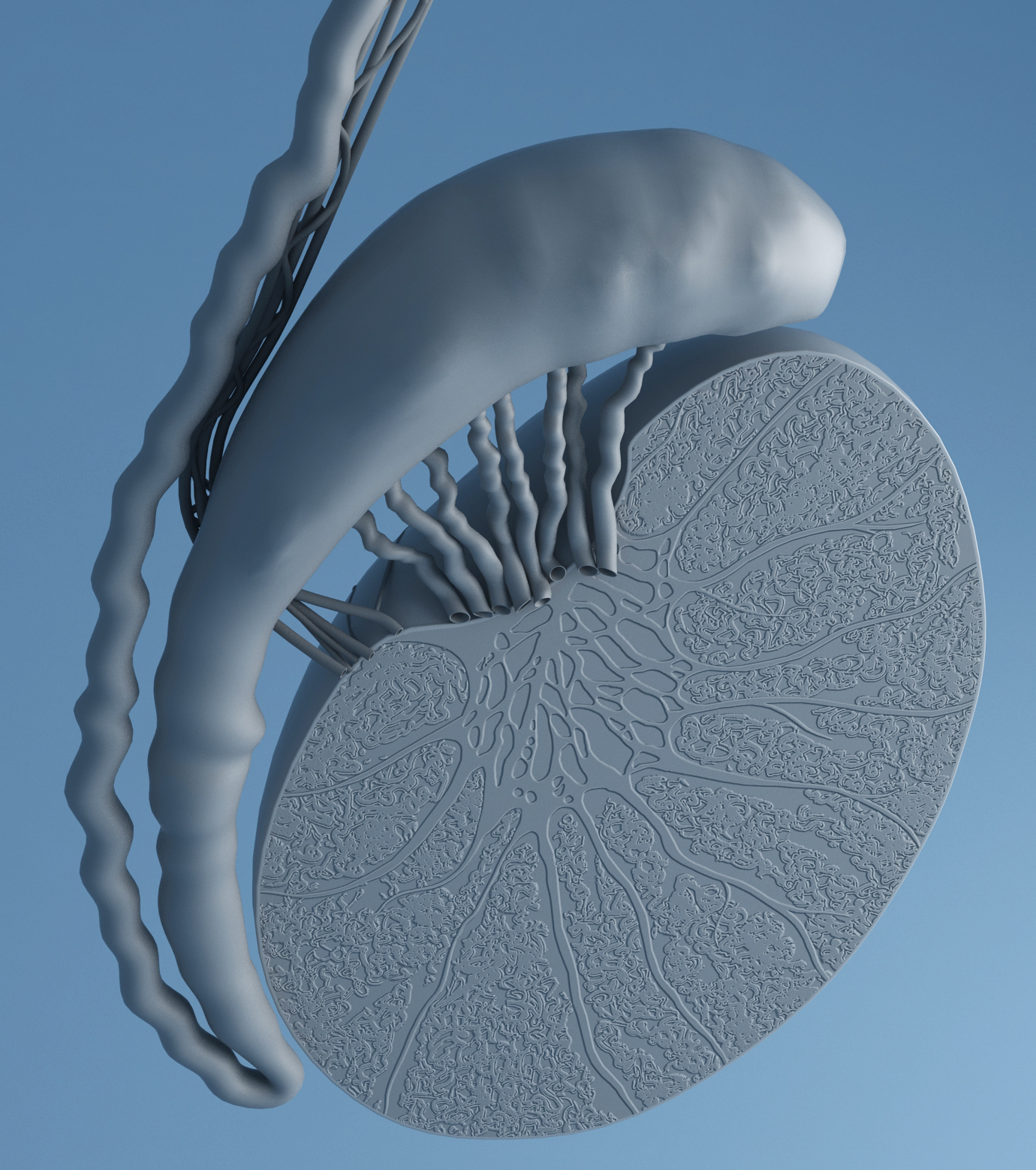 3d model human testicle