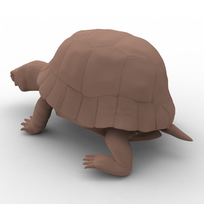 3d model tortoise