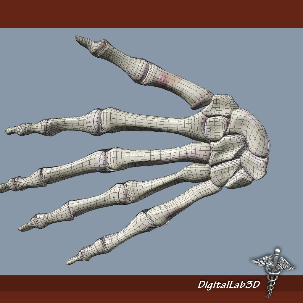 3d human wrist bones