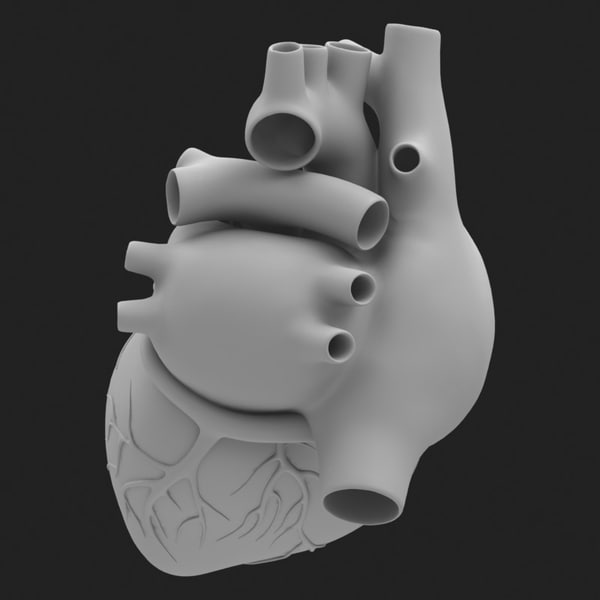 3d model human heart