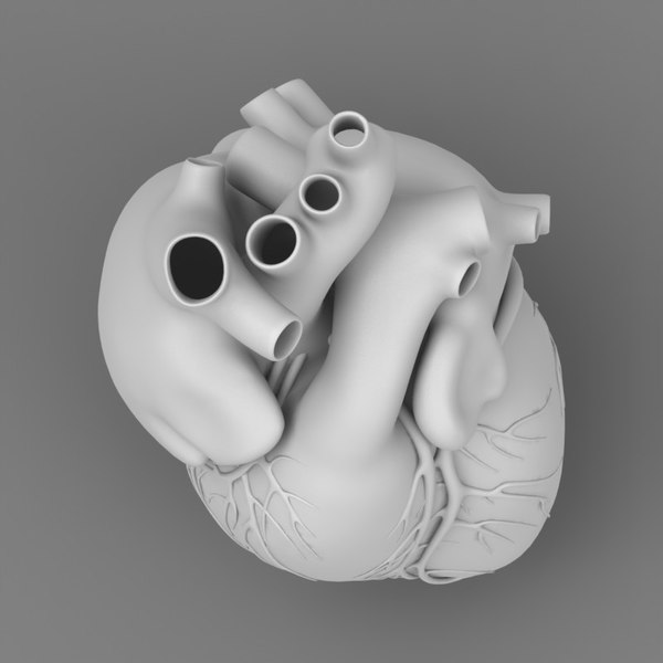 3d model human heart