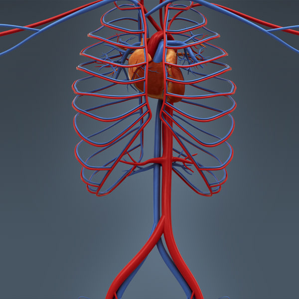 human male body circulatory 3d model