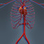 human male body circulatory 3d model