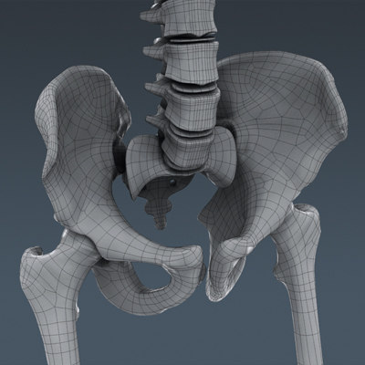 3ds anatomically human male body skeleton
