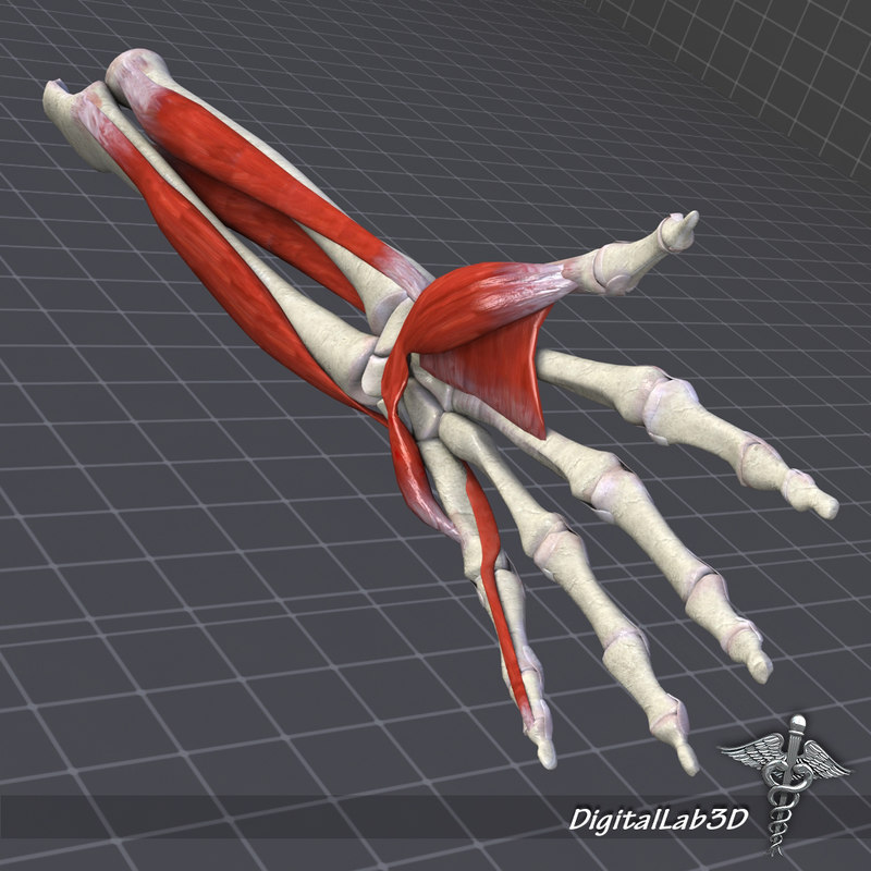Max Human Arm Forearm Structure Max Human Arm Forearm Structure