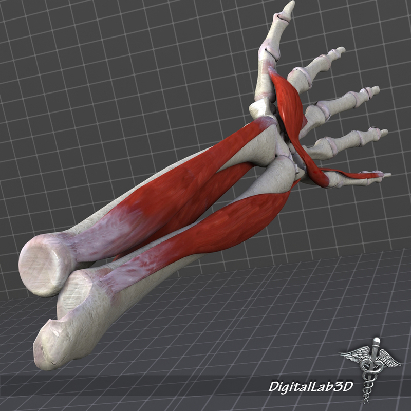 max human arm forearm structure