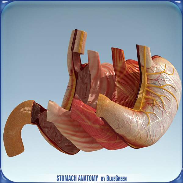 stomach anatomy 3d 3ds