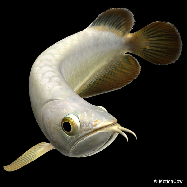 lightwave arowana fish