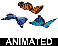 butterfly 3D Models | TurboSquid.com