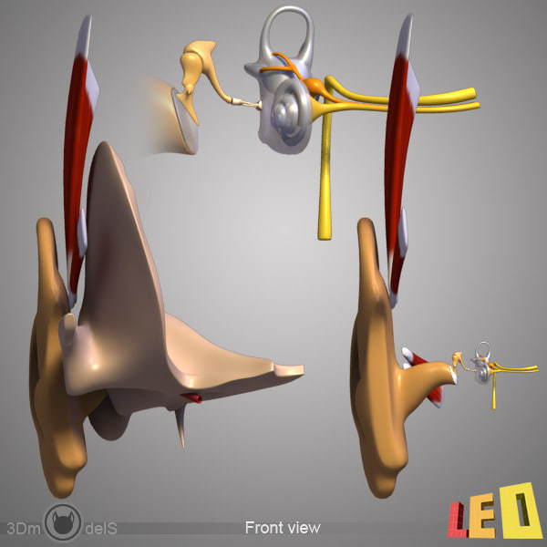 3d model muscles ear anatomy