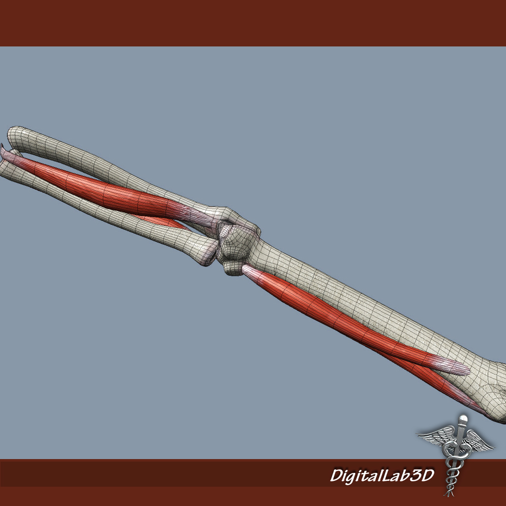 human elbow bone 3d model