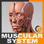 maya anatomically human muscular