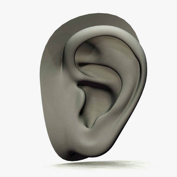 modèle 3D de Oreille - TurboSquid 577203