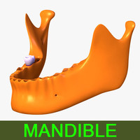 3d mandible model