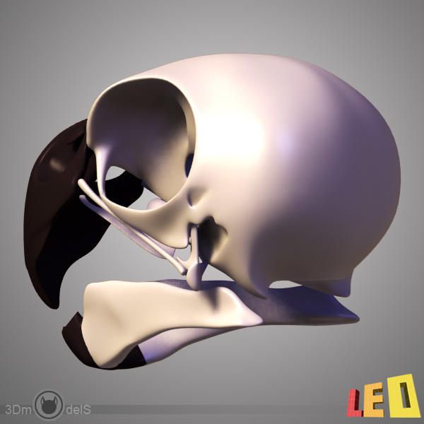 3d parrot skull model