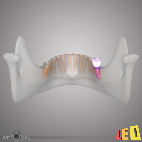 mandible lower dentistry 3ds free