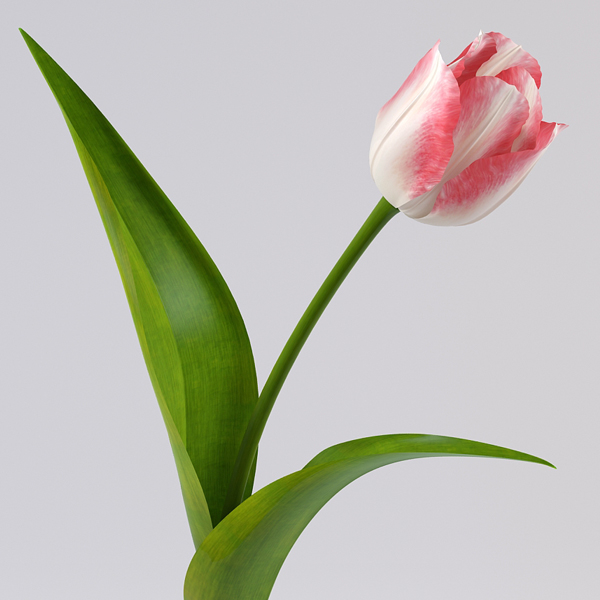 Tulipanes 3D Modelos para Descargar | TurboSquid