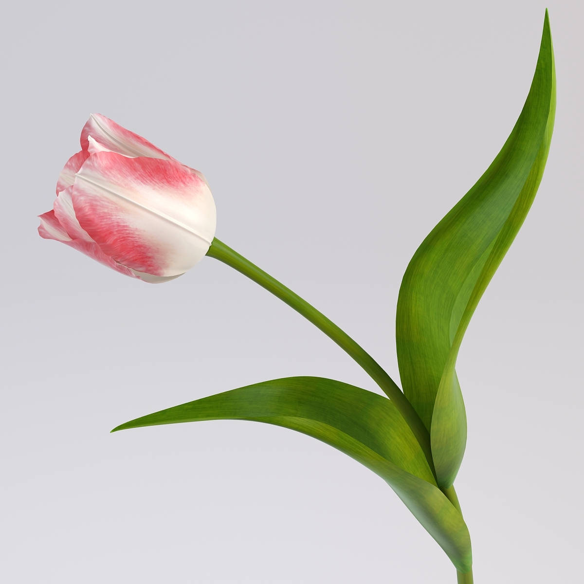 tulip 3d 3ds