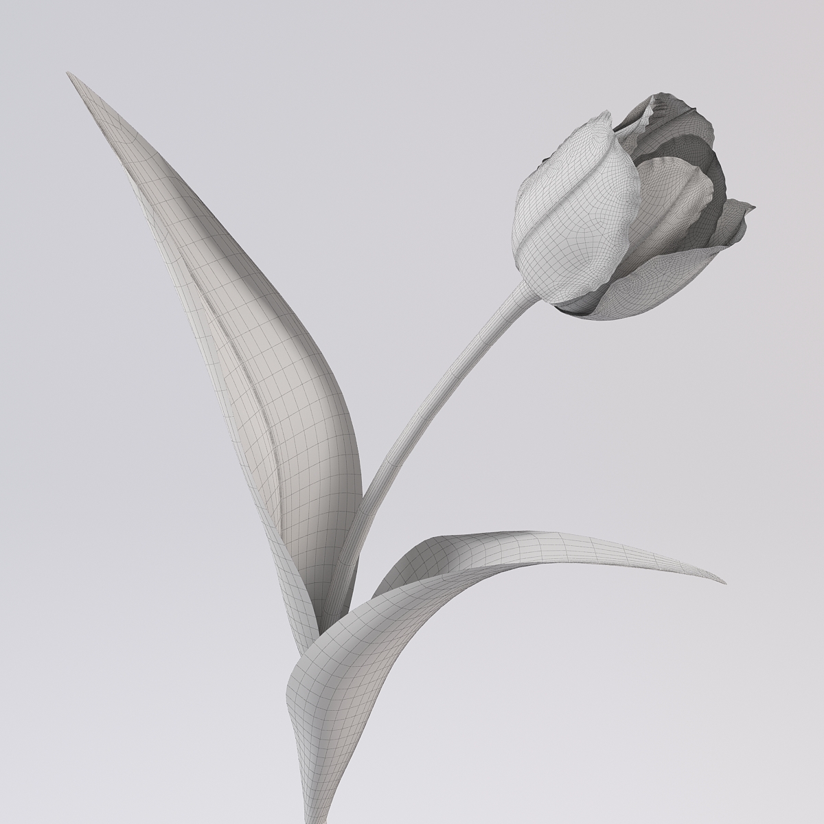 tulip 3d 3ds