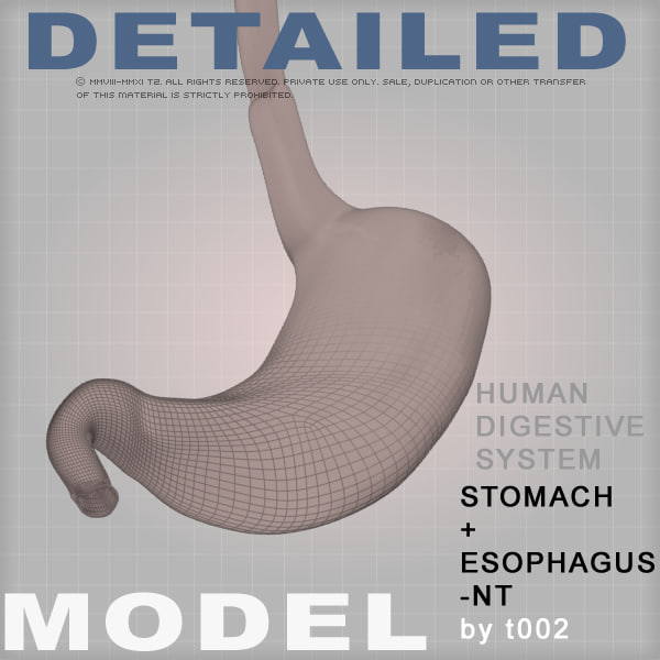 3D Stomach Models | TurboSquid