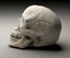3d skull model