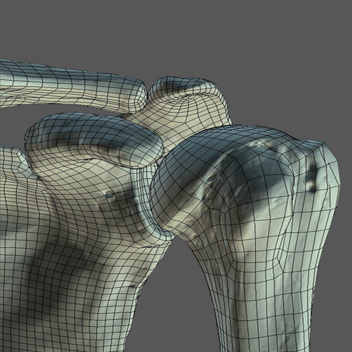 arm res 3d model
