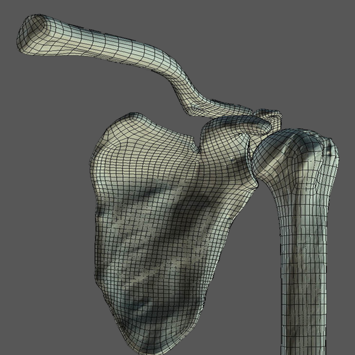 arm res 3d model