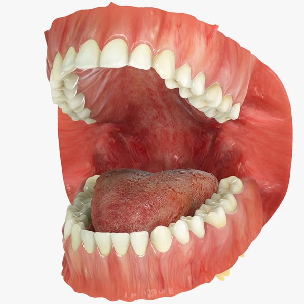 dental teeth gums skull 3d model