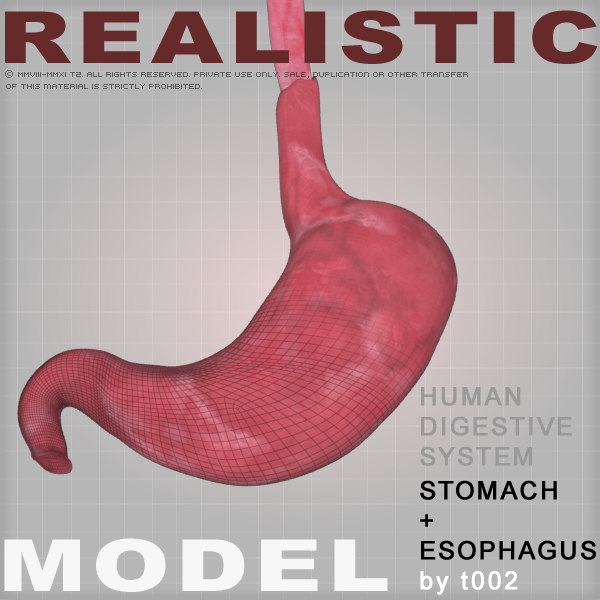 3D Stomach Models | TurboSquid