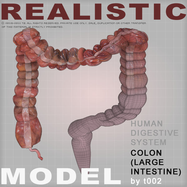 3d model realistic colon