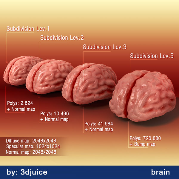 max human brain