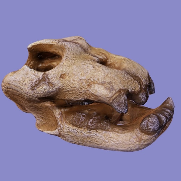 reptile skull 3d model