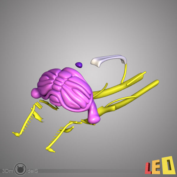 modelo 3d Cerebro de rata - TurboSquid 581548