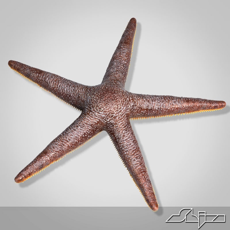 3d model starfish star