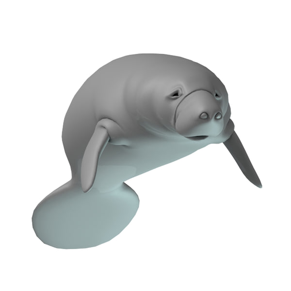 3d model manatees