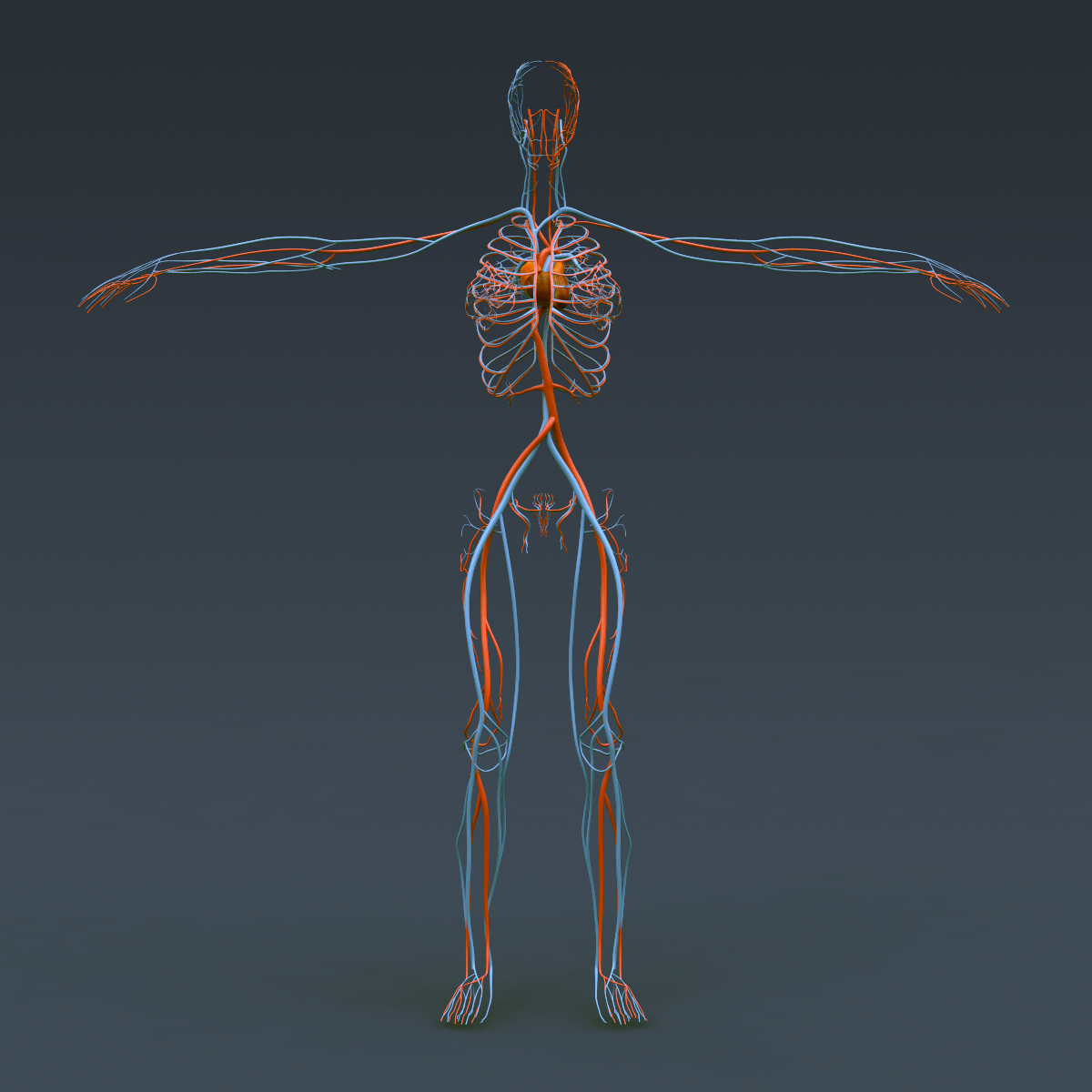 3d human male anatomy - model