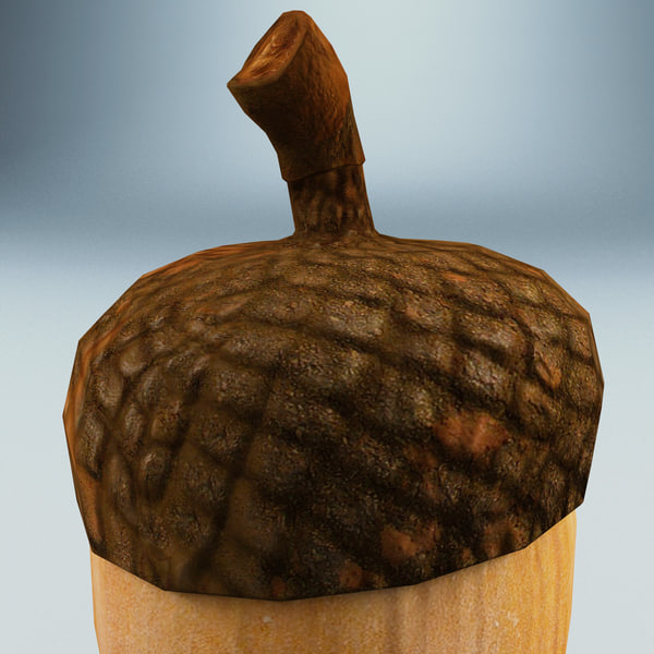 3d model acorn modelled
