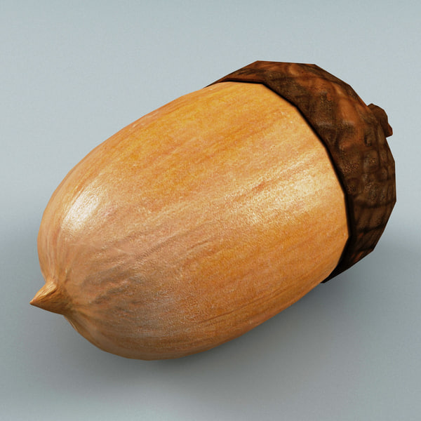 3d model acorn modelled