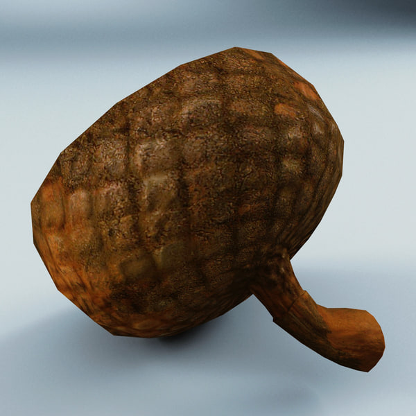 3d model acorn modelled