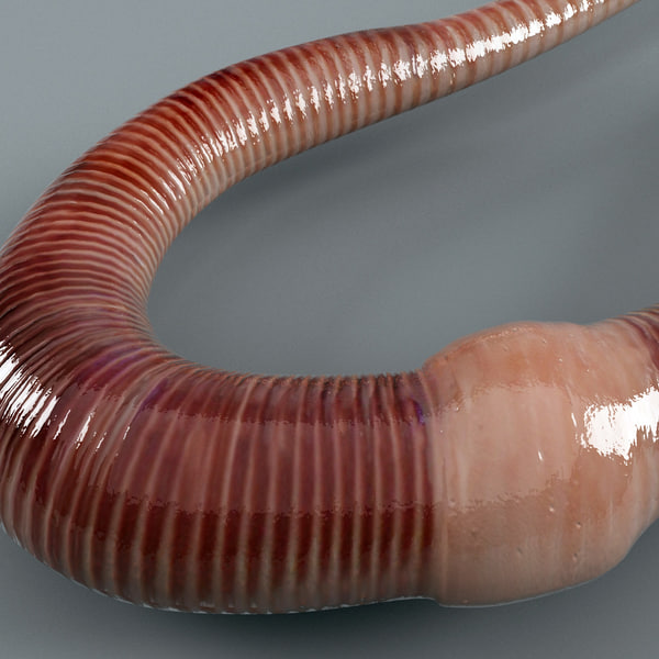 earthworm modelled 3d max